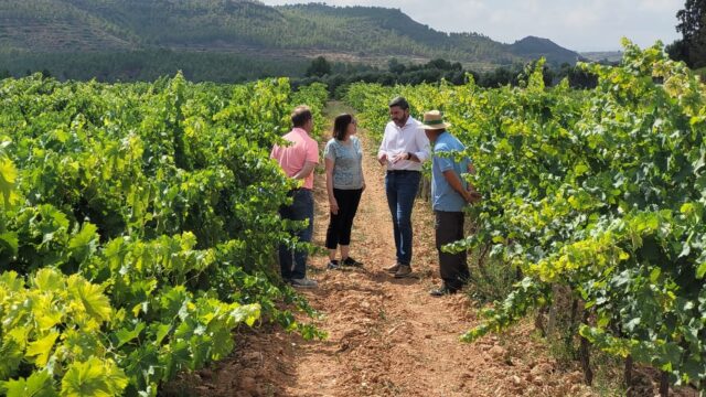 La Región cuenta con seis nuevas variedades de uva de alta calidad para la producción de vino y ...